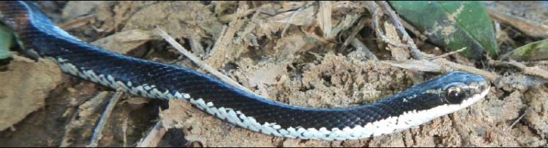 Lost and Found in Cuba Archives - Friends of FakahatcheeFriends of ...