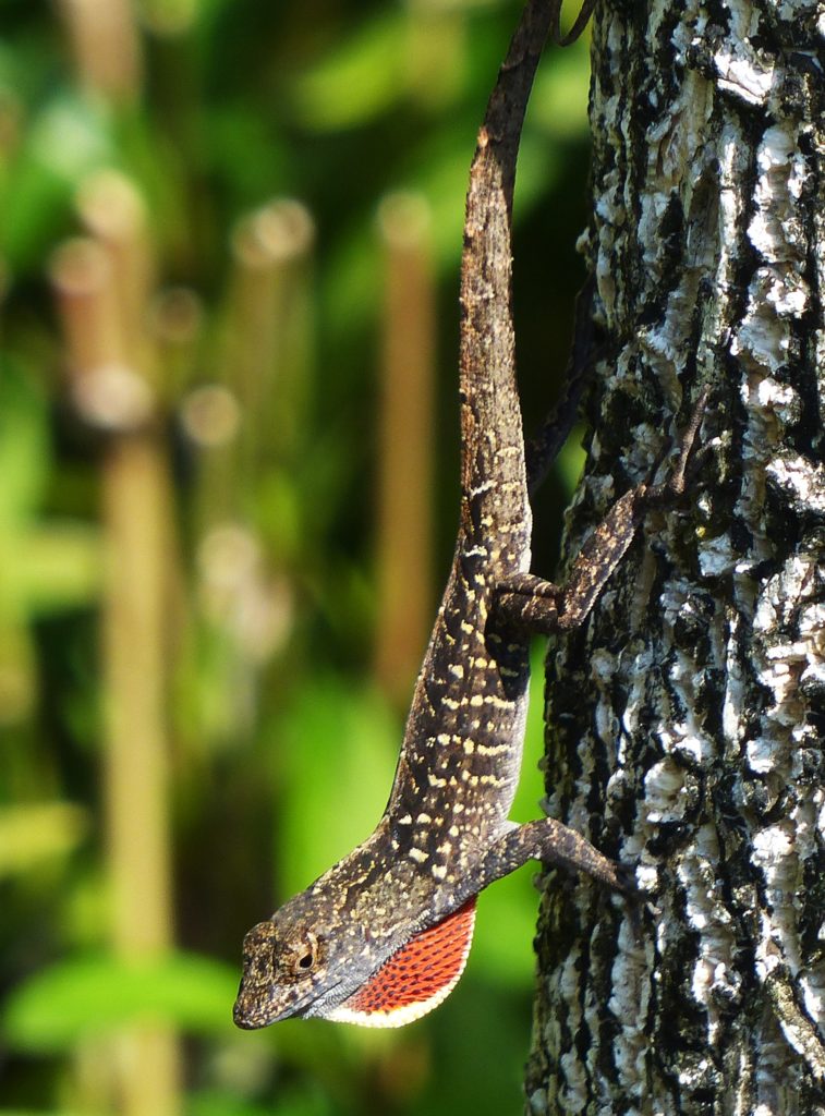 Armchair Interpretive Walks Archives - Friends of FakahatcheeFriends of ...